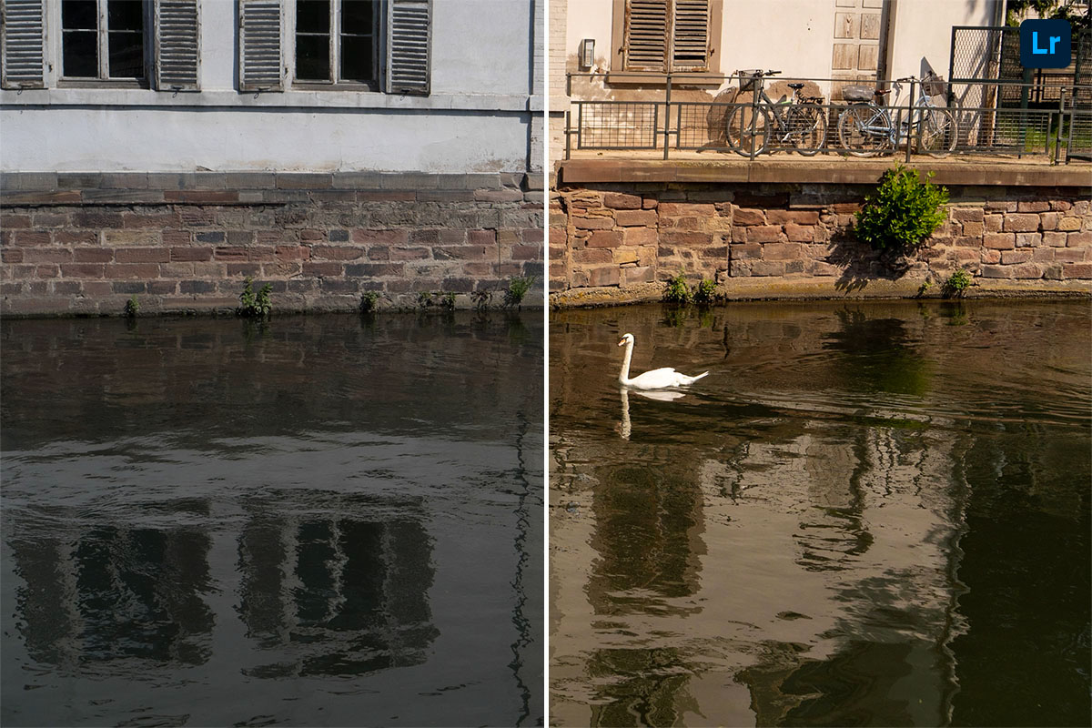 Swan | Edit | Photoshop Lightroom