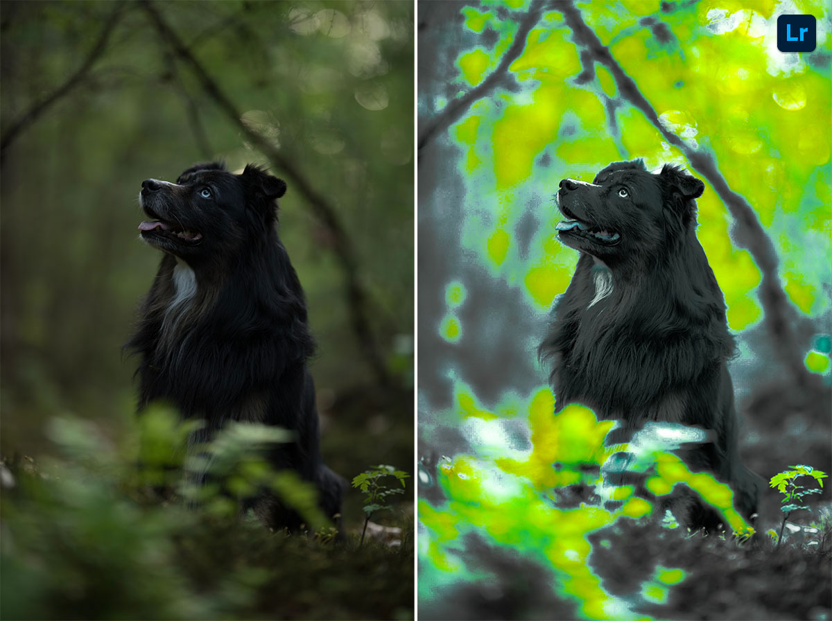 Whispering Canopy | Remix | Photoshop Lightroom