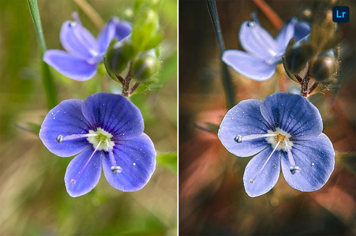 Flower BK | Edit | Photoshop Lightroom