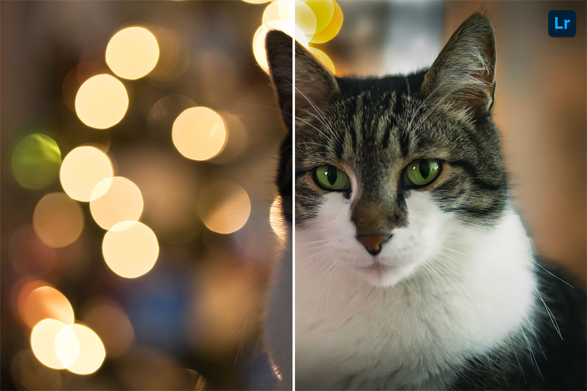 Cat | Edit | Photoshop Lightroom