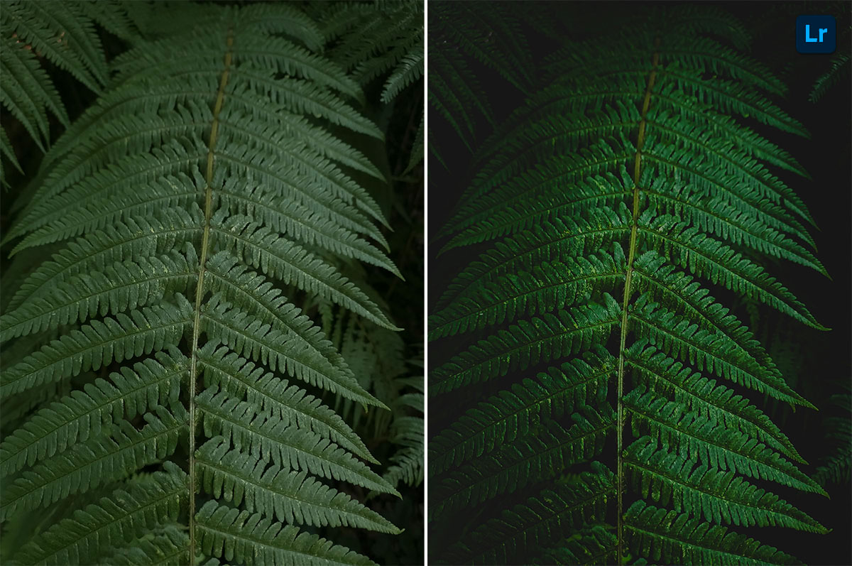 The Fern | Edit | Photoshop Lightroom