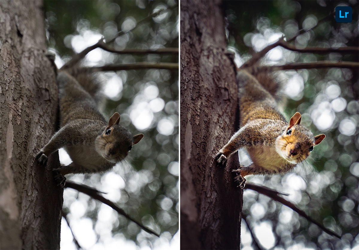 Curious Squirrel | Edit | Photoshop Lightroom