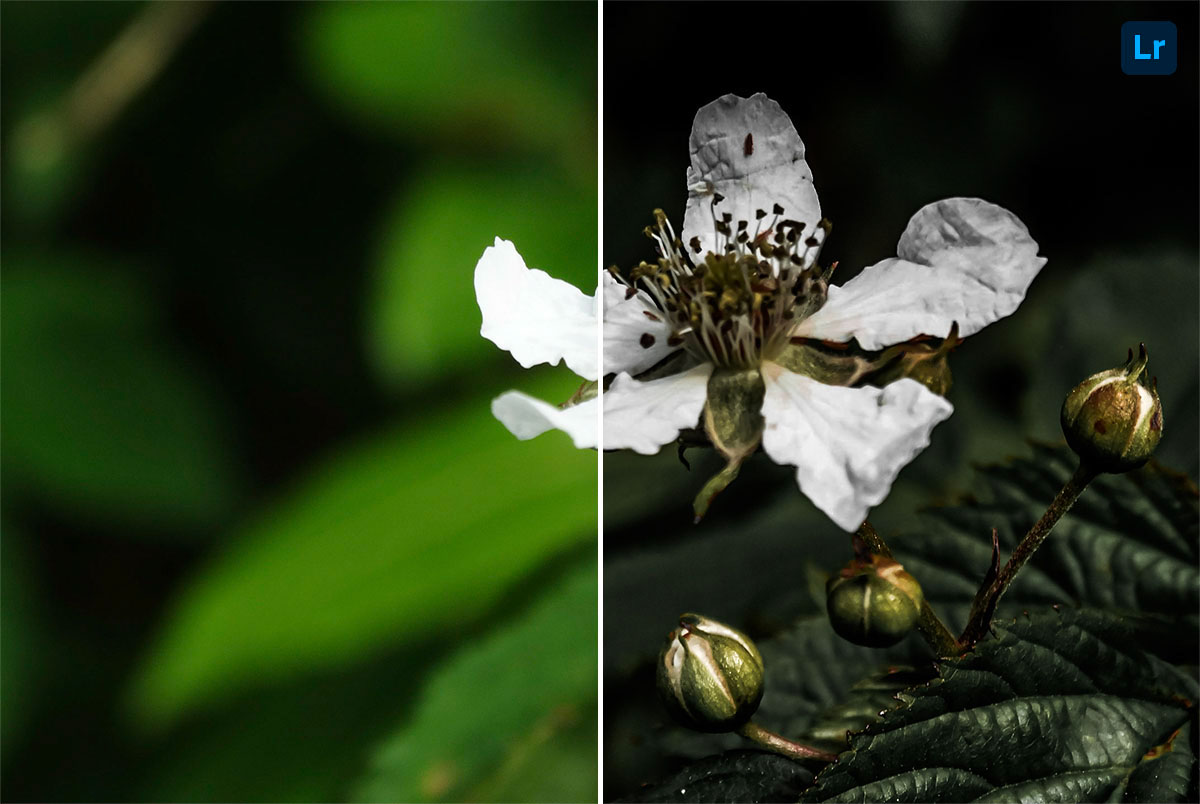 Gloom and Bloom | Edit | Photoshop Lightroom