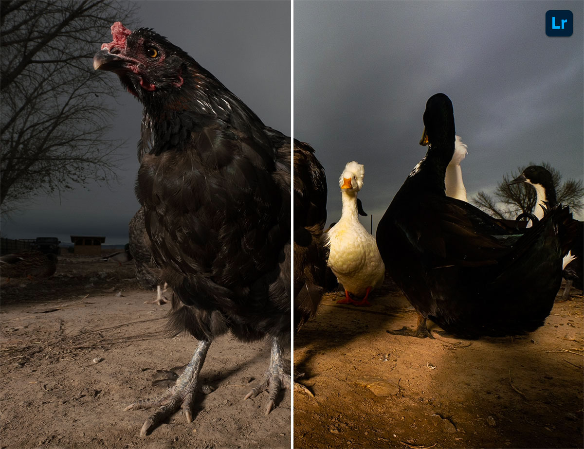 chicken leader | Edit | Photoshop Lightroom