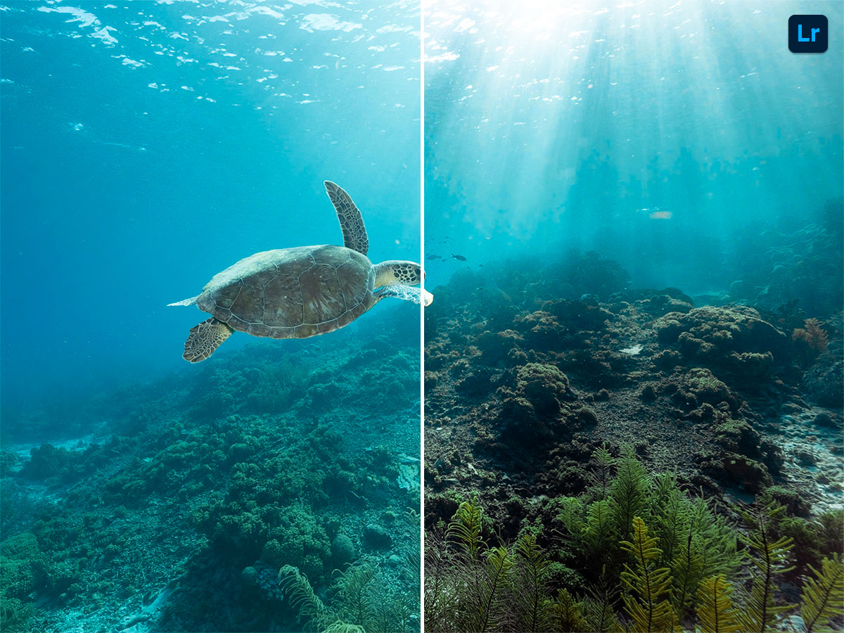 Turtle in the sun ray | Edit | Photoshop Lightroom