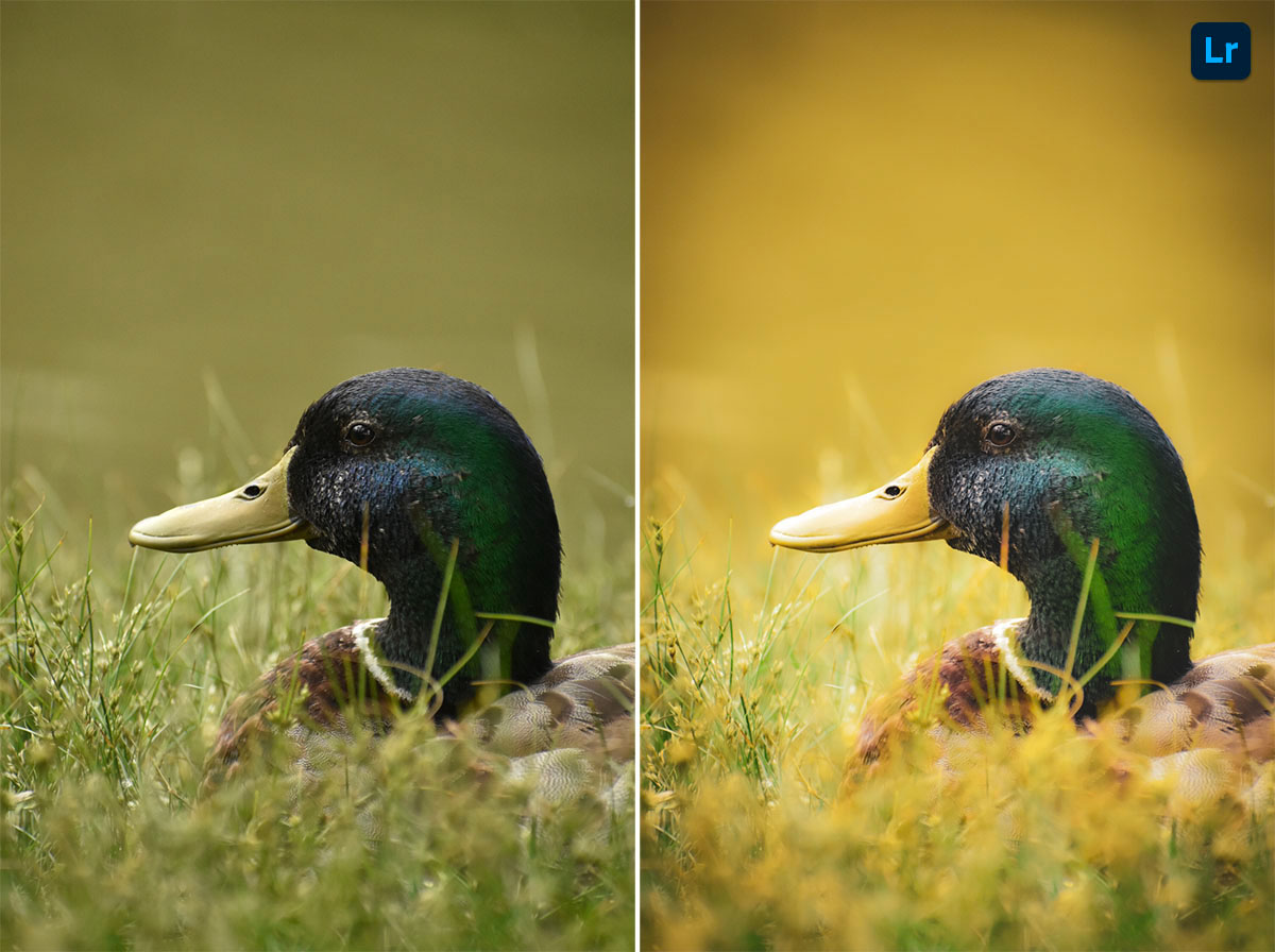 Duck | Edit | Photoshop Lightroom