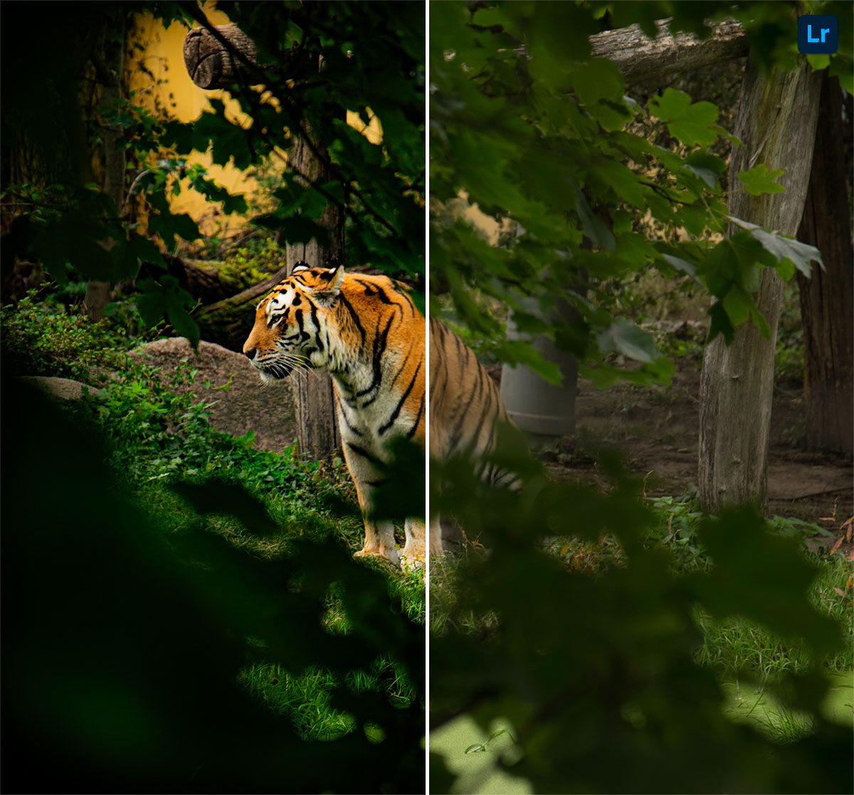 The king of the jungle | Edit | Photoshop Lightroom