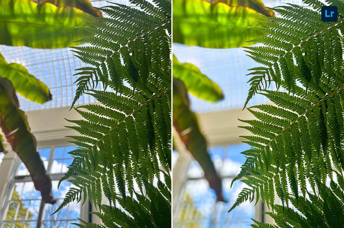 leaves | Edit | Photoshop Lightroom