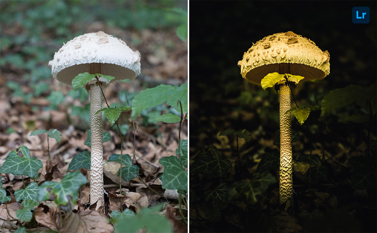 Glowshroom 3 | Remix | Photoshop Lightroom
