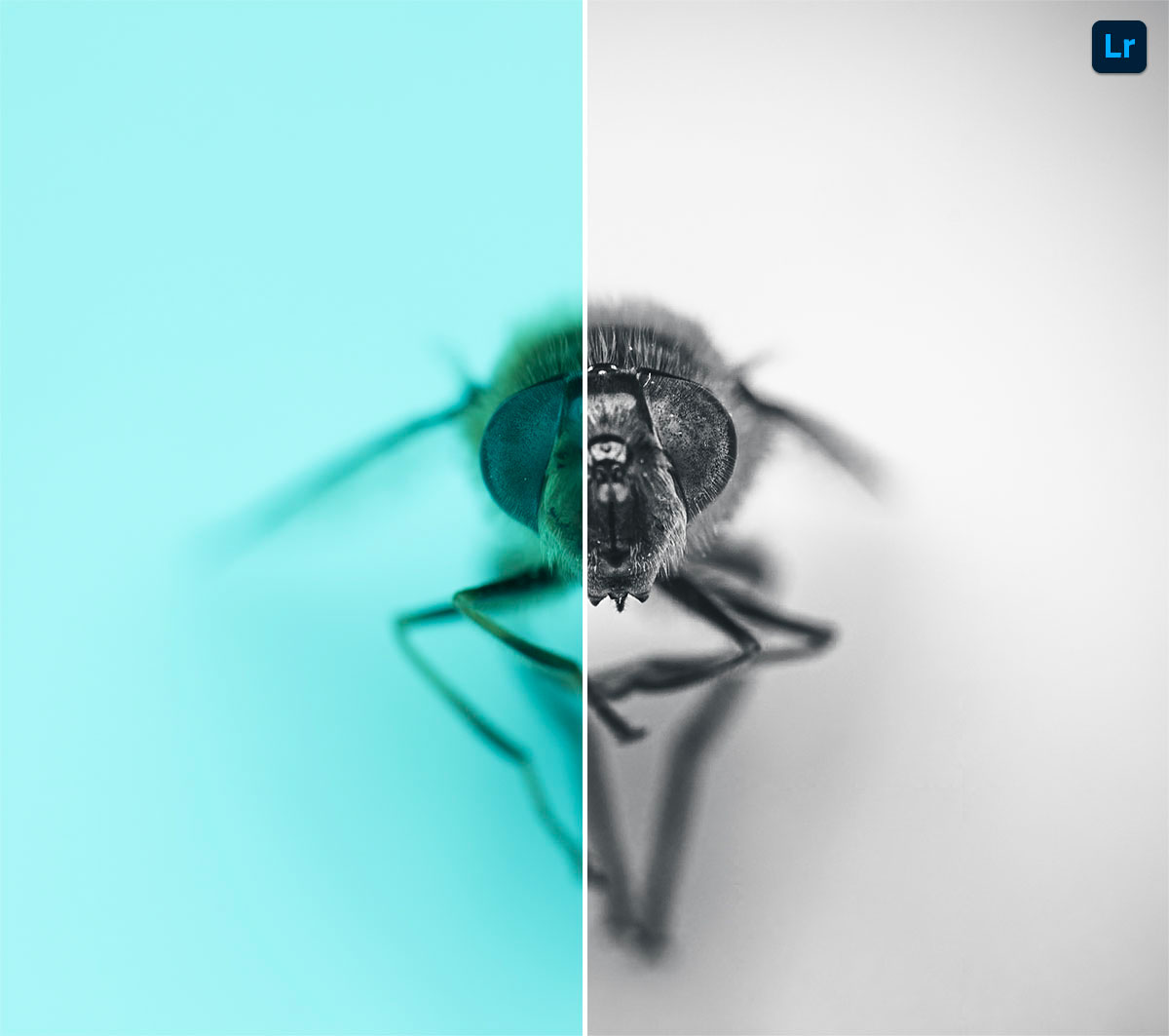 Fly away | Remix | Photoshop Lightroom