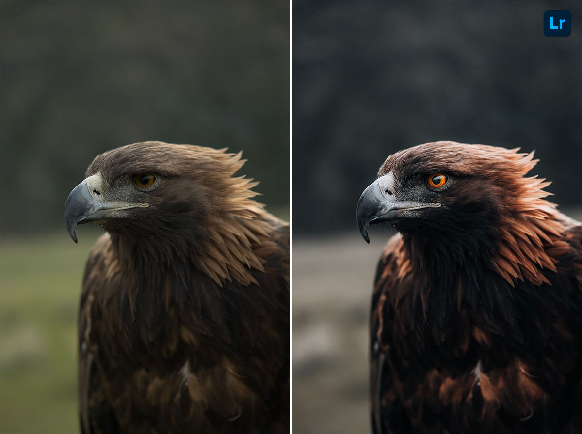 Eagle | Edit | Photoshop Lightroom