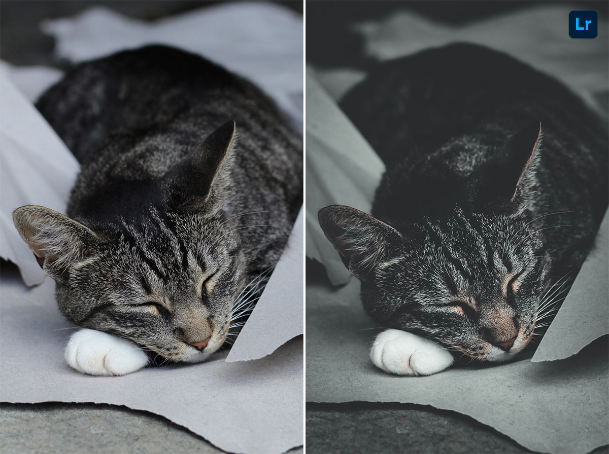Sleeping cat | Edit | Photoshop Lightroom