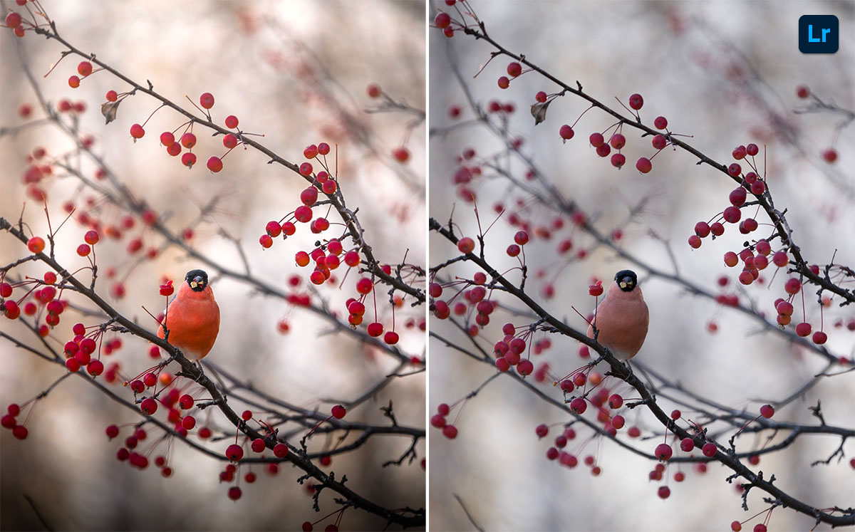 Bird | Remix | Photoshop Lightroom