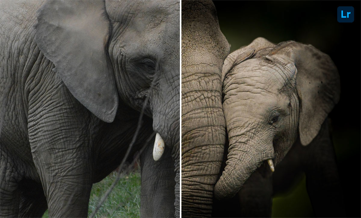 Elephant love | Edit | Photoshop Lightroom