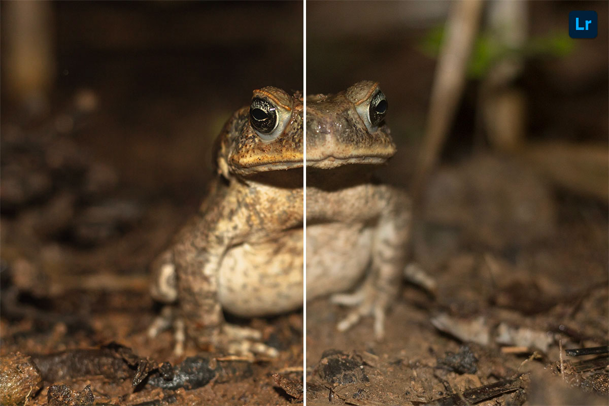 Toad | Edit | Photoshop Lightroom