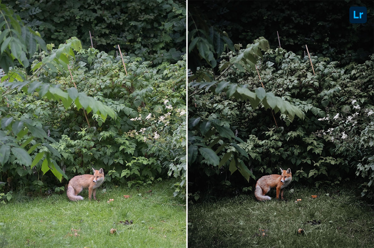 Fox in the garden | Remix | Photoshop Lightroom