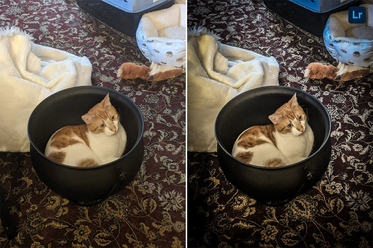 Caution cat | Edit | Photoshop Lightroom