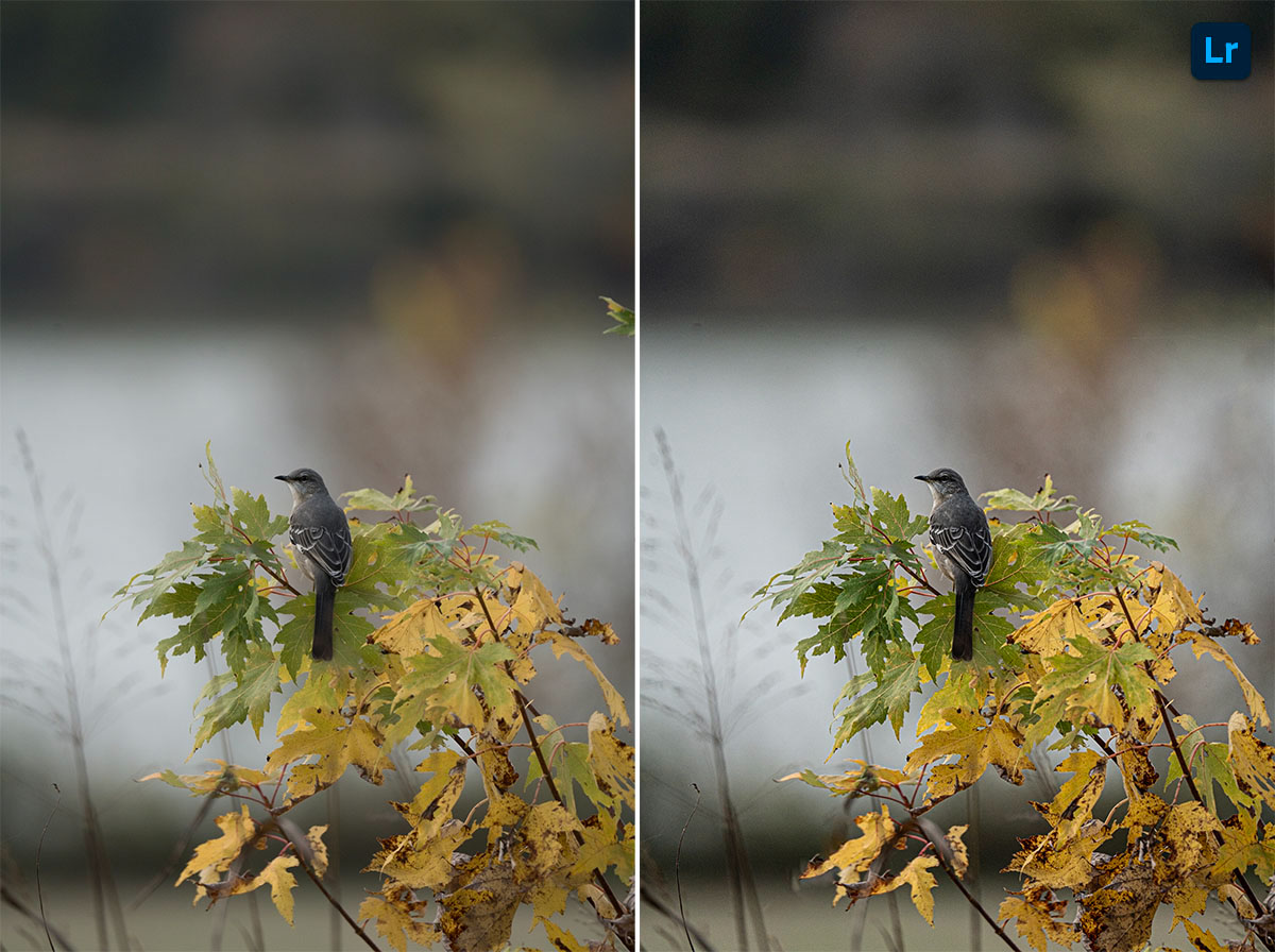 bird | Remix | Photoshop Lightroom