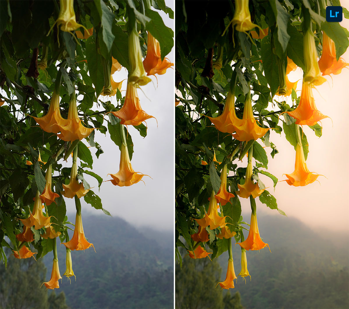 Bunga terompet | Edit | Photoshop Lightroom