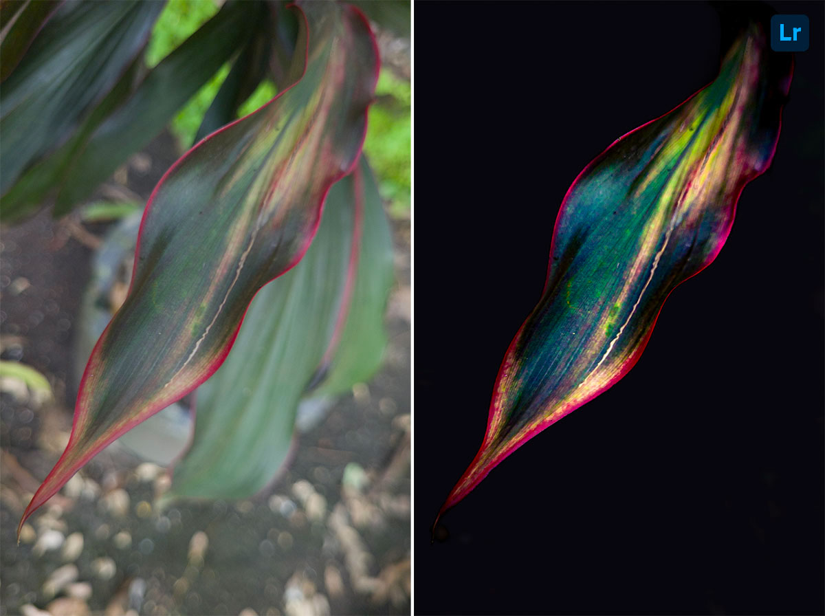 Color leaf | Edit | Photoshop Lightroom