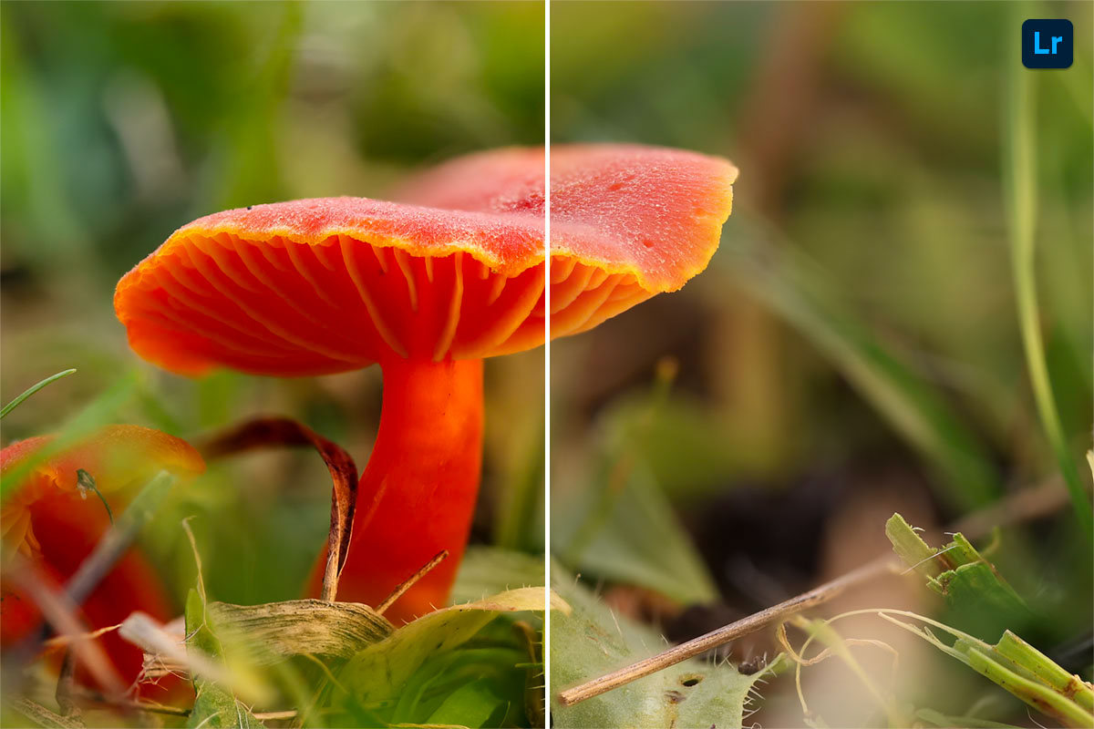 Cardinal | Edit | Photoshop Lightroom