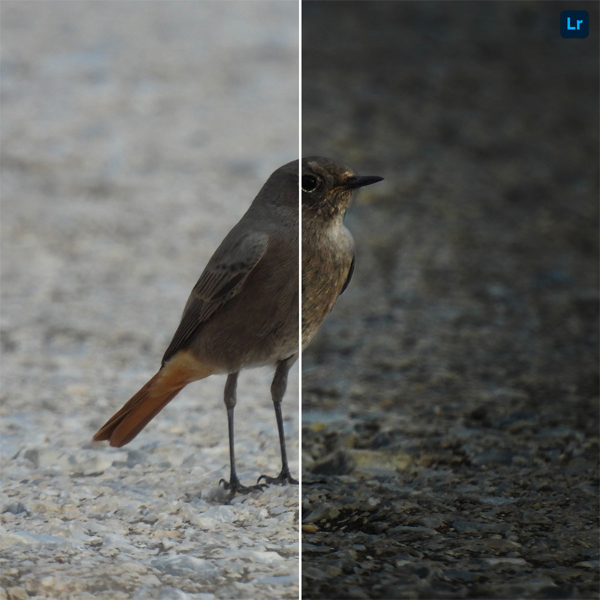 Bird | Remix | Photoshop Lightroom