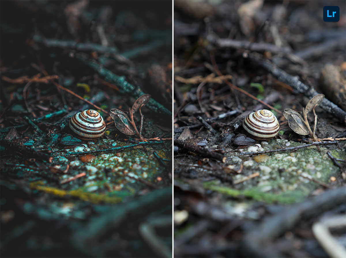 Snail Shell | Edit | Photoshop Lightroom