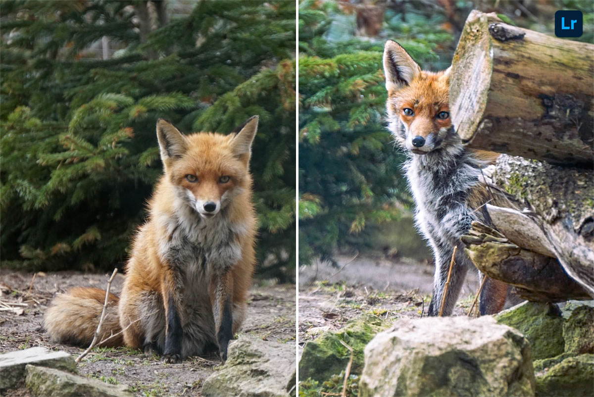 2 Foxes | Remix | Photoshop Lightroom