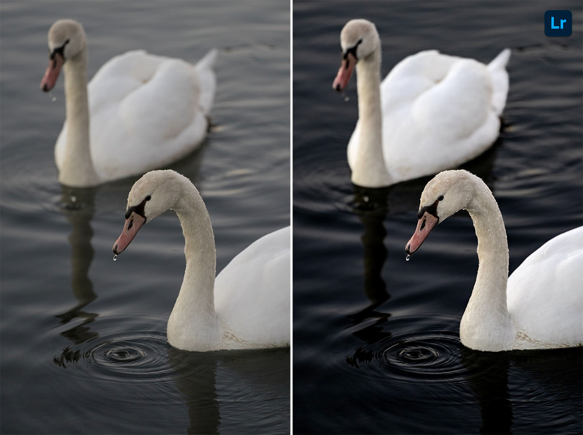 black swan | Edit | Photoshop Lightroom