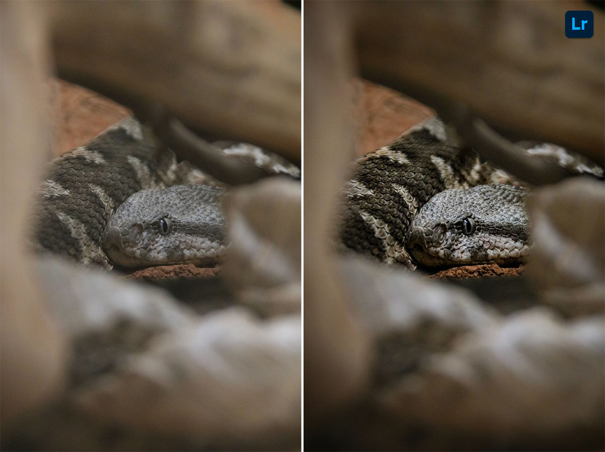 Snake | Edit | Photoshop Lightroom