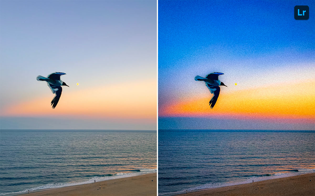 Bird in flight | Edit | Photoshop Lightroom