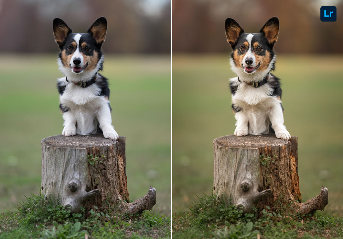 Stumpy Little Dog | Edit | Photoshop Lightroom