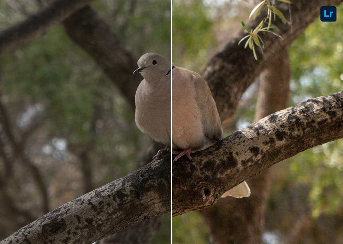 Bird near the Acropolis | Edit | Photoshop Lightroom