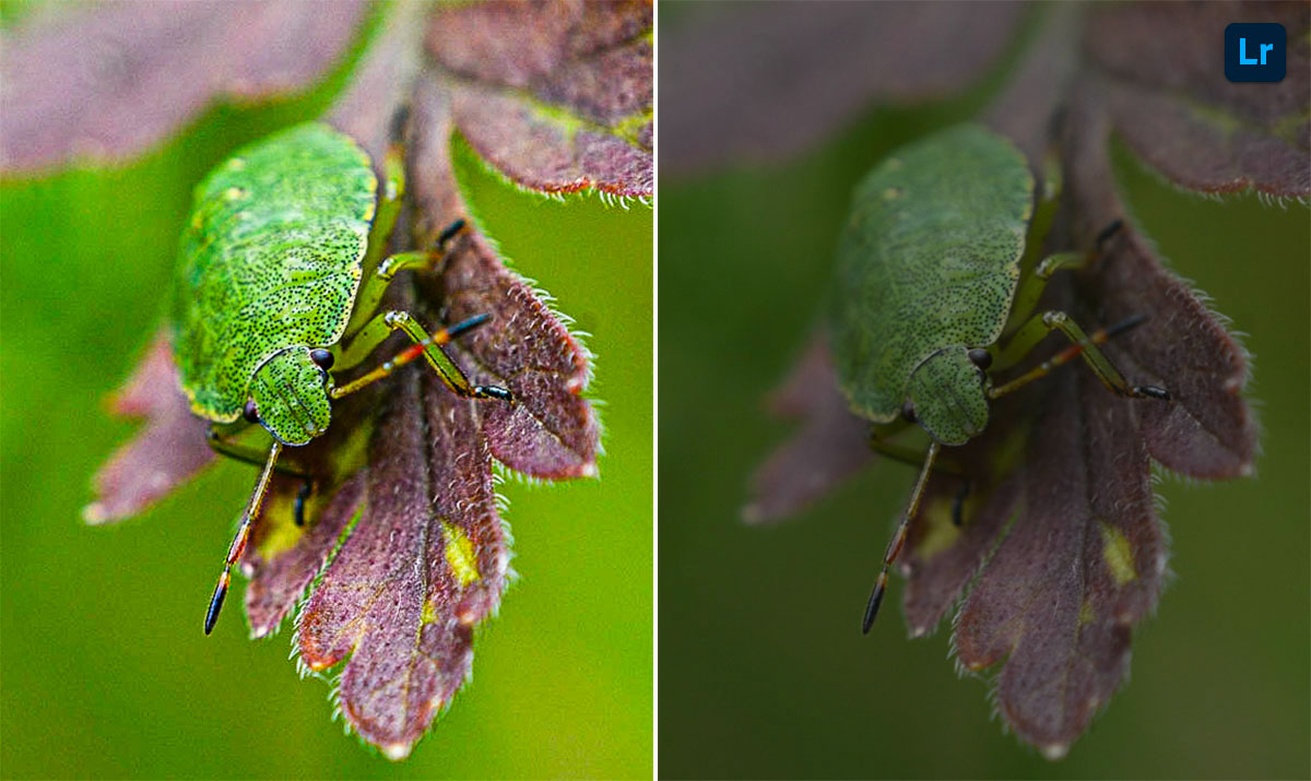 Insect | Edit | Photoshop Lightroom