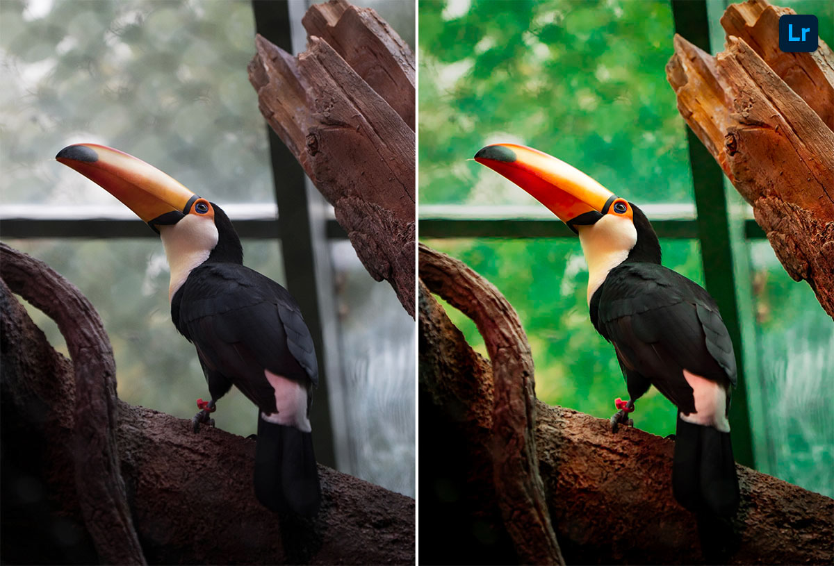 Tucan | Edit | Photoshop Lightroom