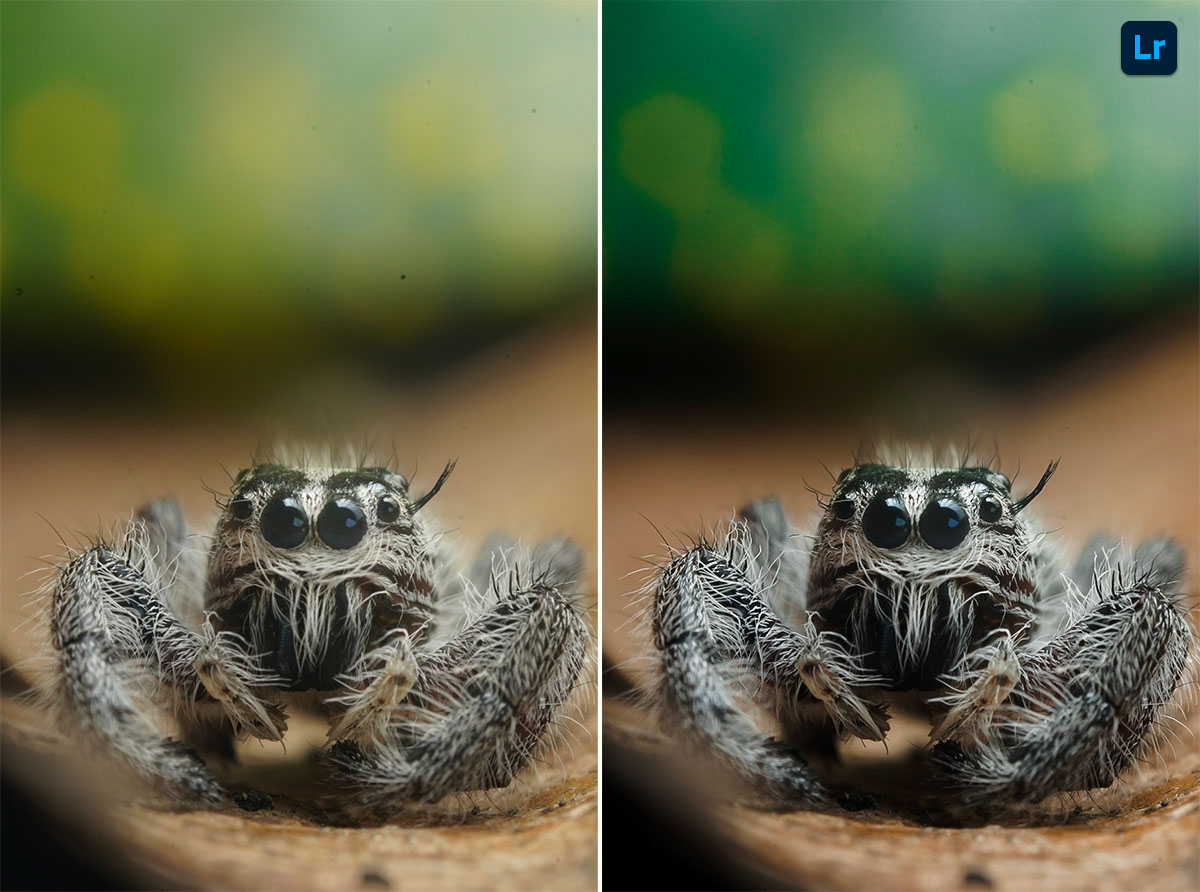 Jumping spider | Edit | Photoshop Lightroom