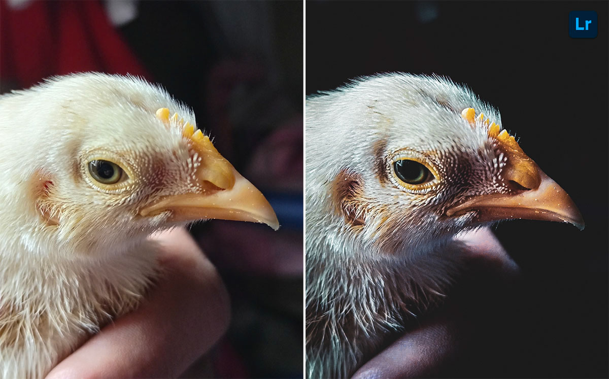 Chicken little | Edit | Photoshop Lightroom