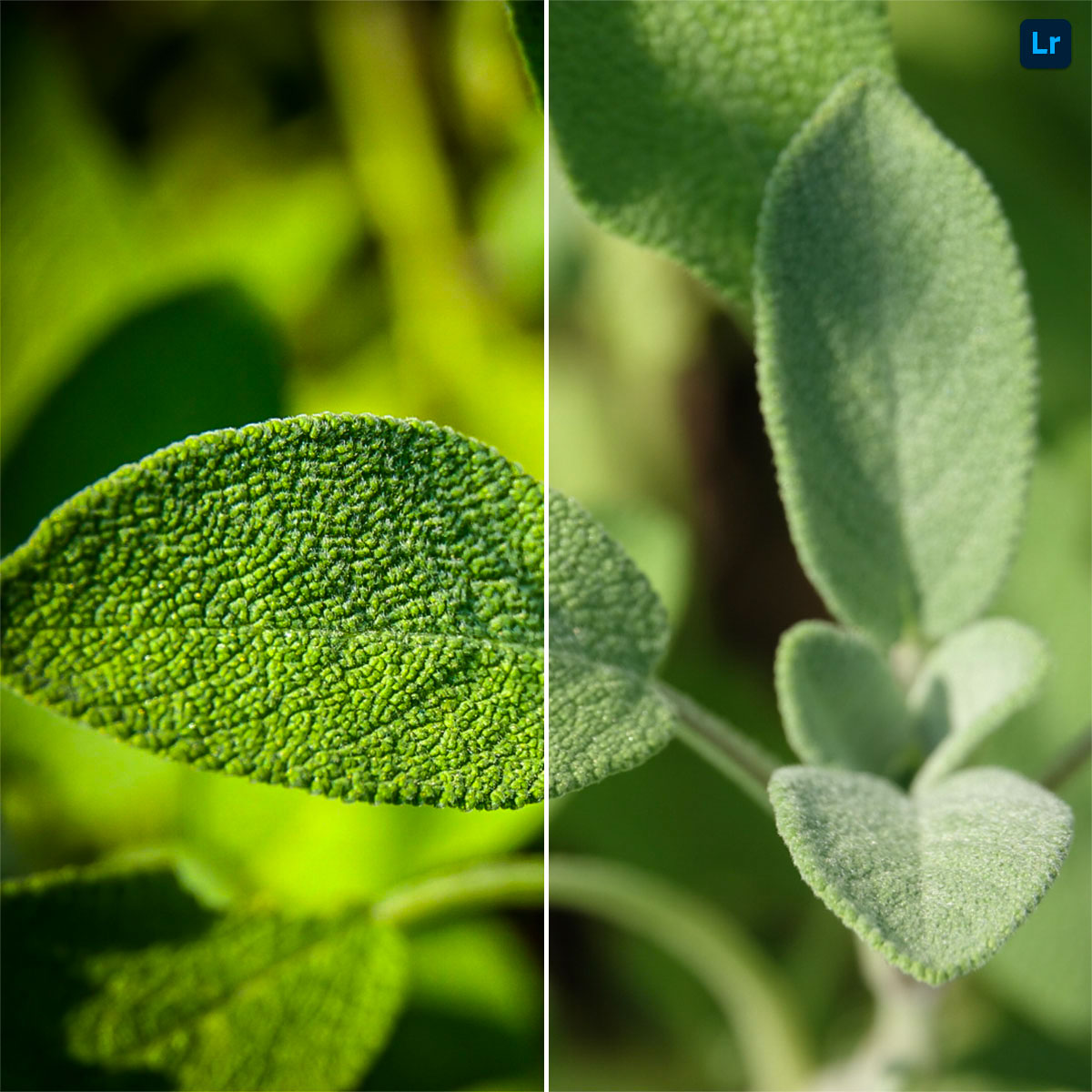 leaf | Edit | Photoshop Lightroom