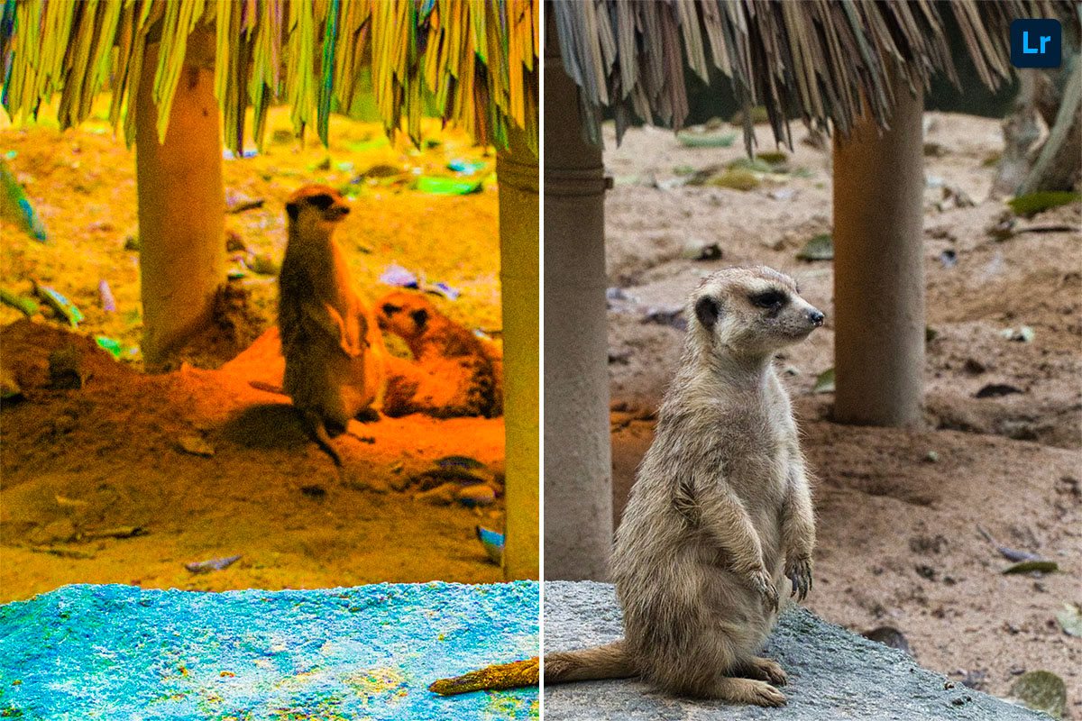 Zoo | Remix | Photoshop Lightroom