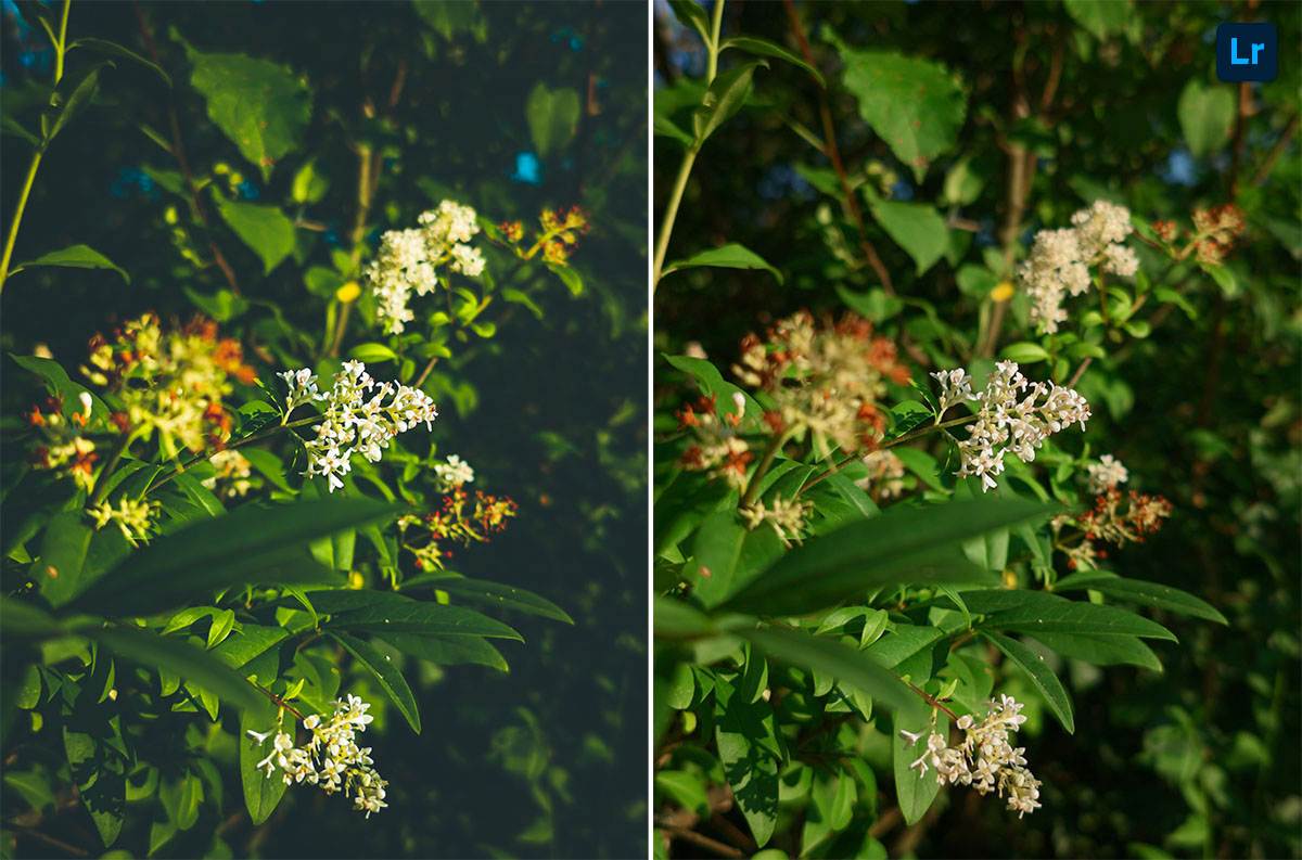 little flower | Edit | Photoshop Lightroom