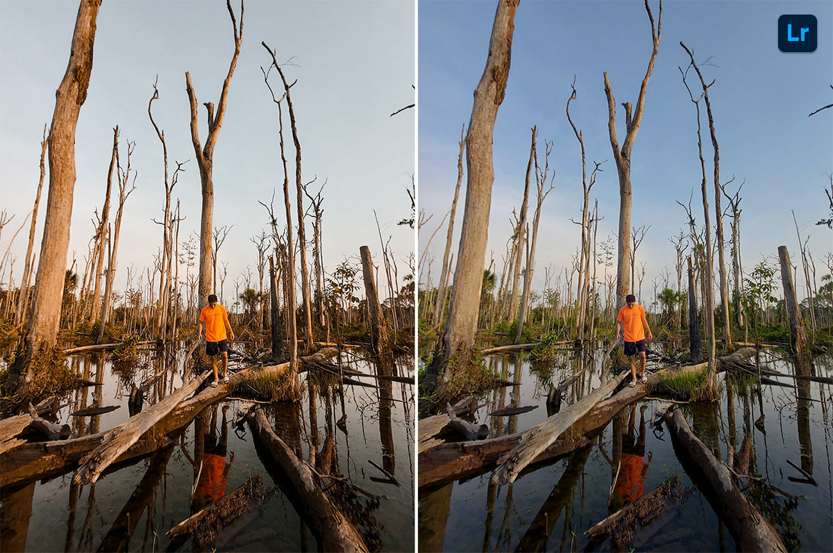 The Swamp | Remix | Photoshop Lightroom