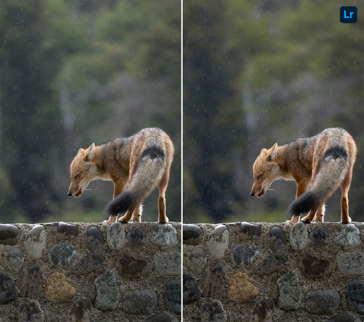 Fox in the rain | Remix | Photoshop Lightroom