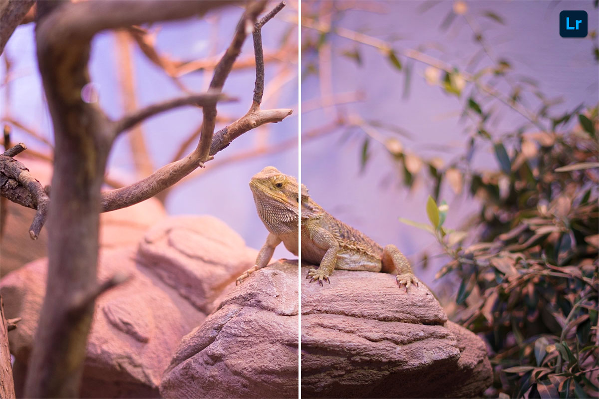 Lizard | Edit | Photoshop Lightroom