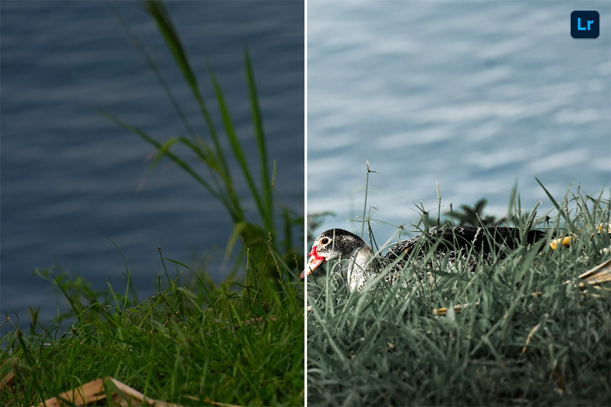 Canard | Edit | Photoshop Lightroom