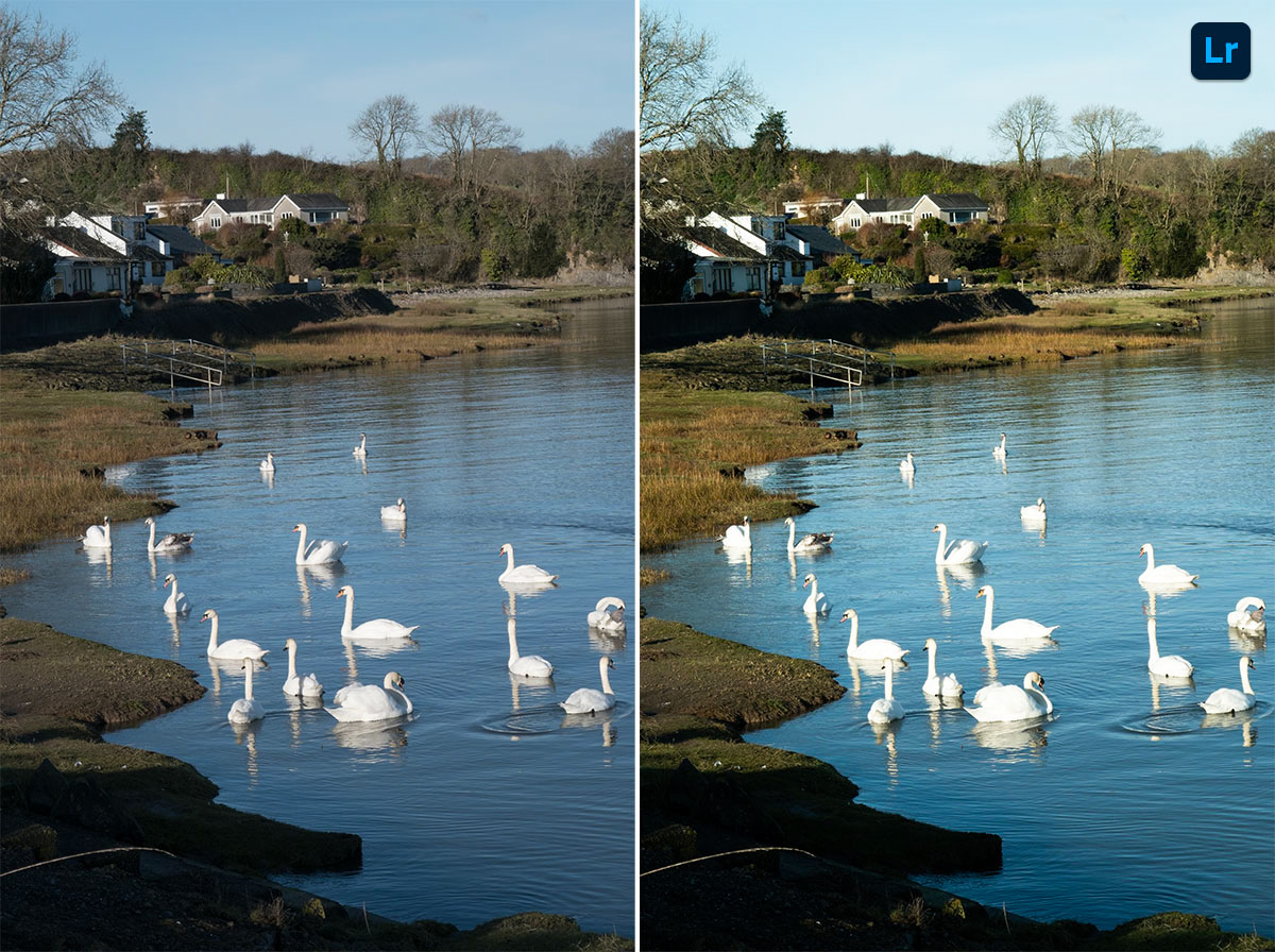 Gathering of Swans | Remix | Photoshop Lightroom