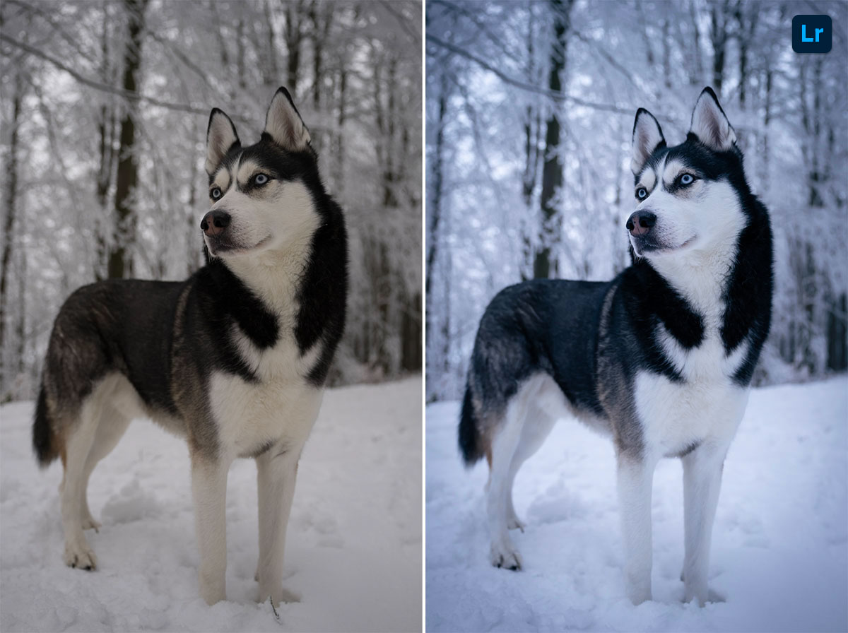 Husky | Edit | Photoshop Lightroom