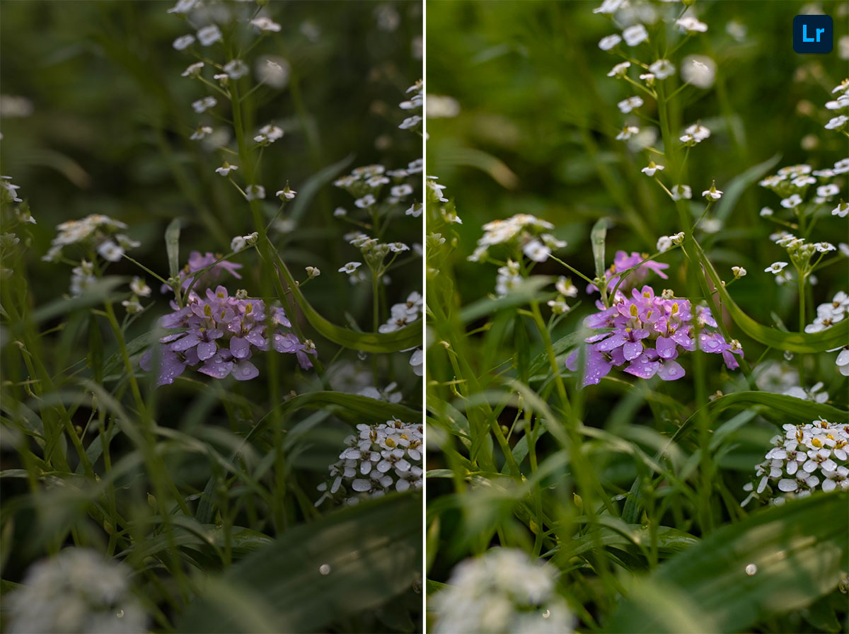Flowers | Edit | Photoshop Lightroom