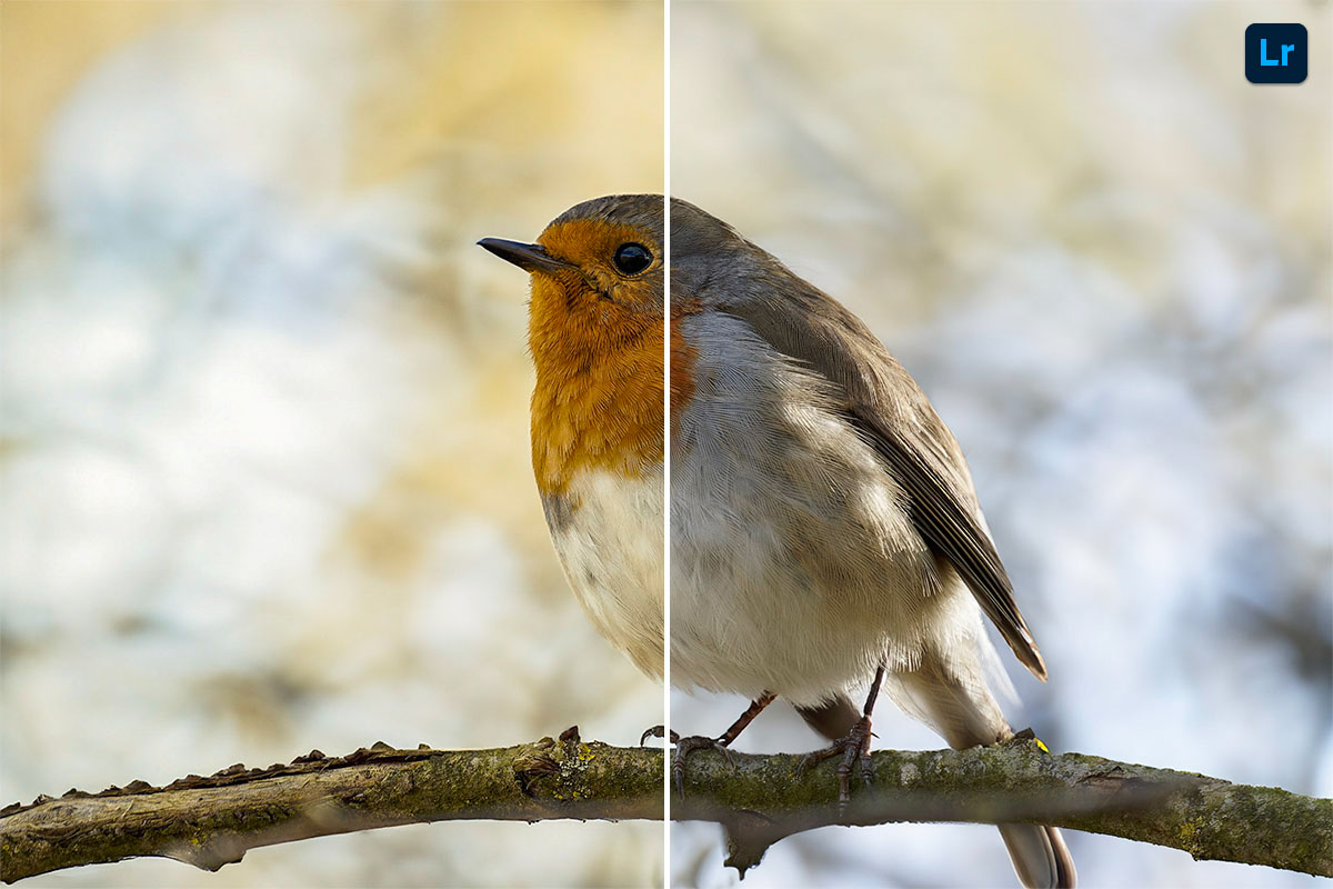 Bird | Remix | Photoshop Lightroom