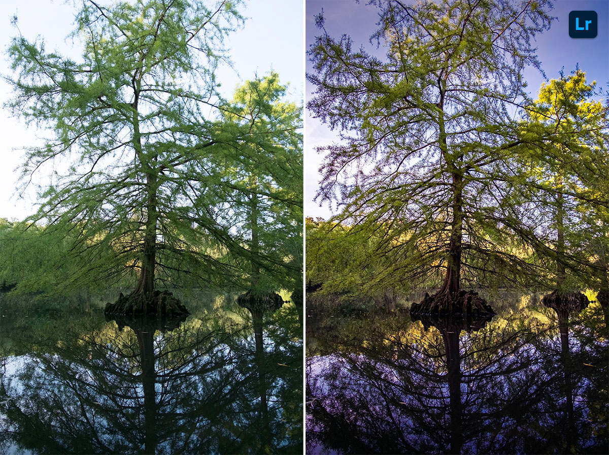 It be a Tree (In a lake) | Edit | Photoshop Lightroom