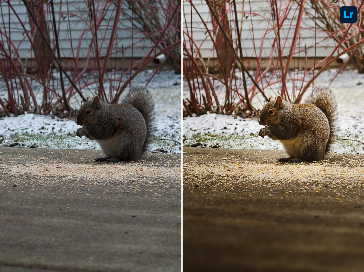 Cute Squirrel | Edit | Photoshop Lightroom